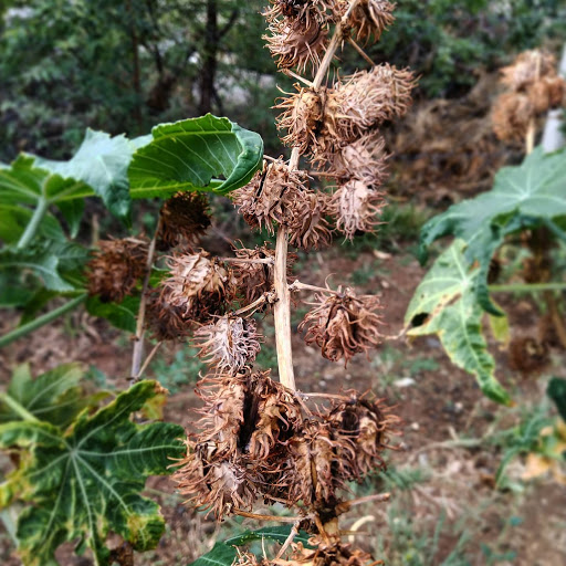 Eranda (Castor oil plant), (Ricinus communius)(एरण्ड ) | Introduction ...