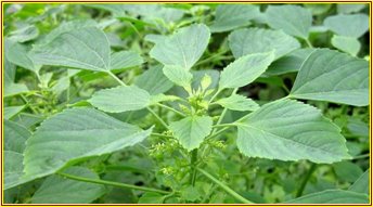 Manfaat Tanaman Anting-anting untuk Kesehatan yang Luar Biasa - NILIBAS