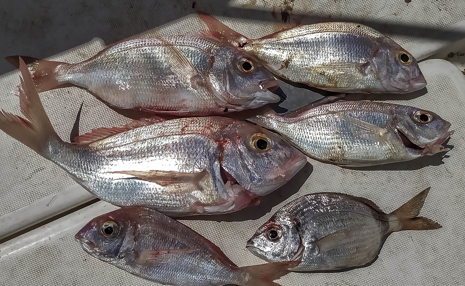 LA PESCA EN LA BAHÍA DE CÁDIZ++++++: SALIDA A POR BRECAS EN EMBARCACIÓN ...