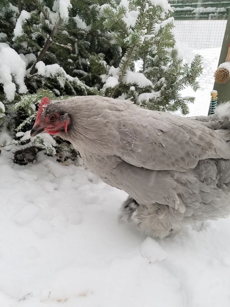 4 Things Your Chickens Need This Winter...and 3 Things They Don't ...