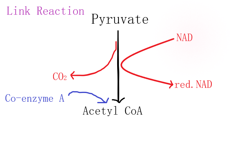 Aerobic Respiration
