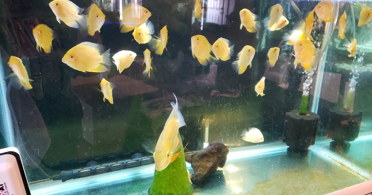 SeverumCichlids: Golden Severum