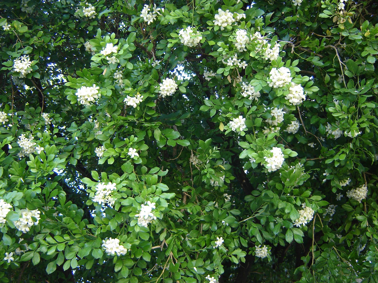 v e r d e c h a c o: Murraya / Mirto