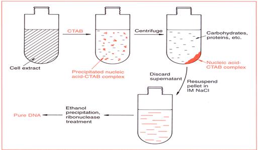 [Purification of DNA from Living Cells] Total cell DNA의 분리 - 3부