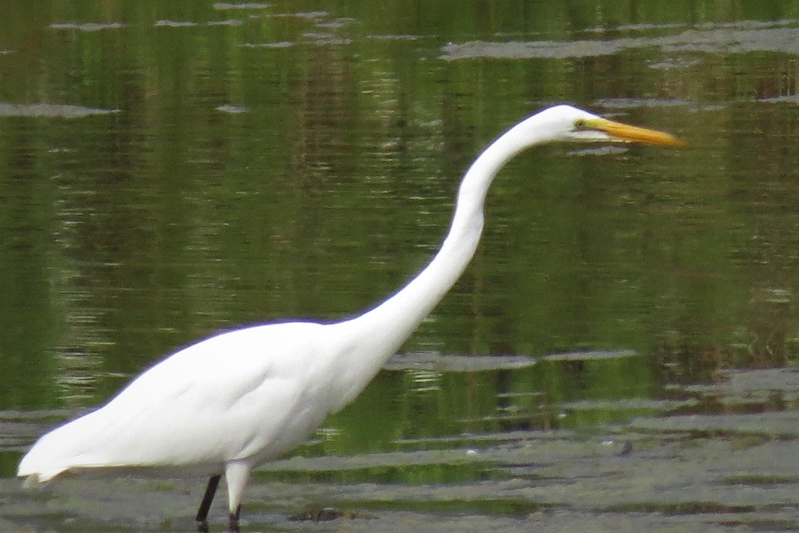 Some Elegant Wading Birds | wallpaper hd nature flower