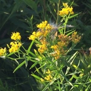 Demonstration Prairie: Prairie Forbs & Grasses