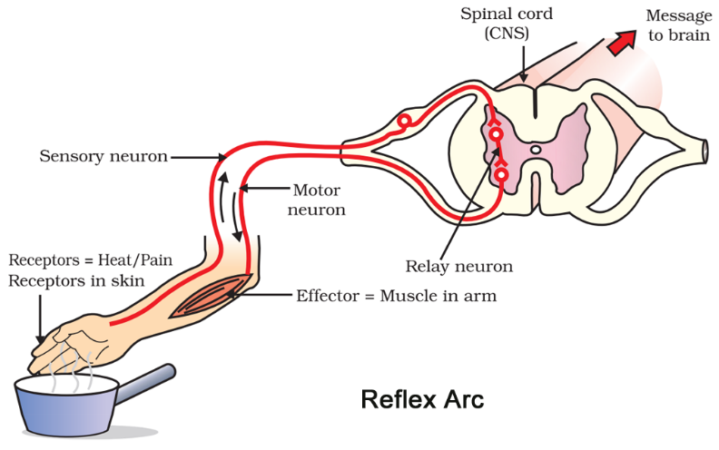 7. Control and Coordination | Class 10 CBSE | Web Notes | Part 1 ...