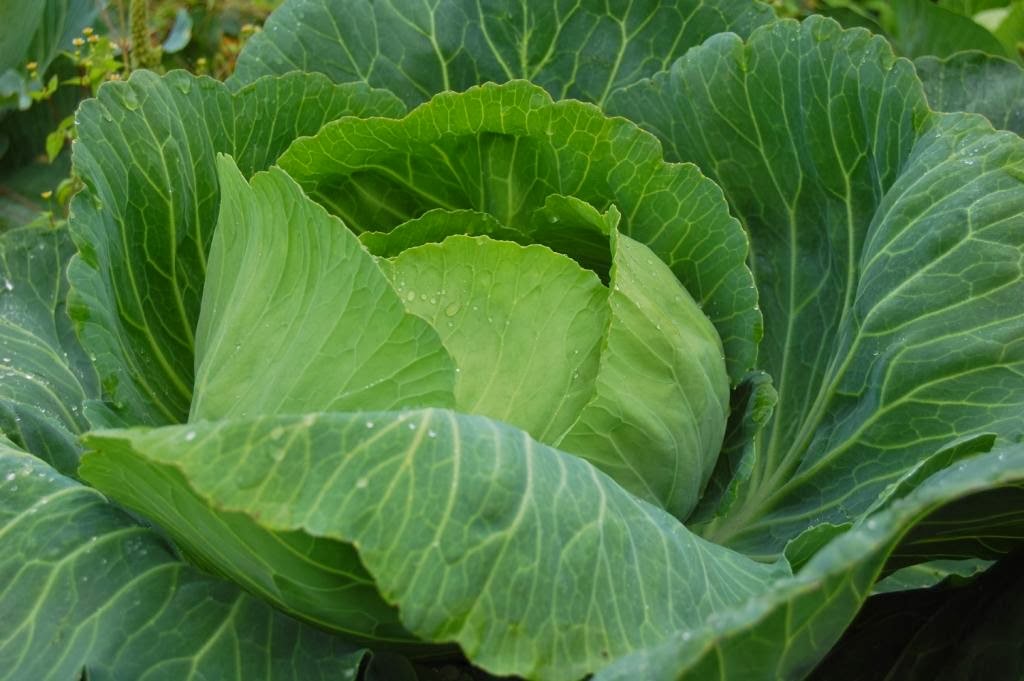 Seminte si plante de gradina hobby: Varza alba