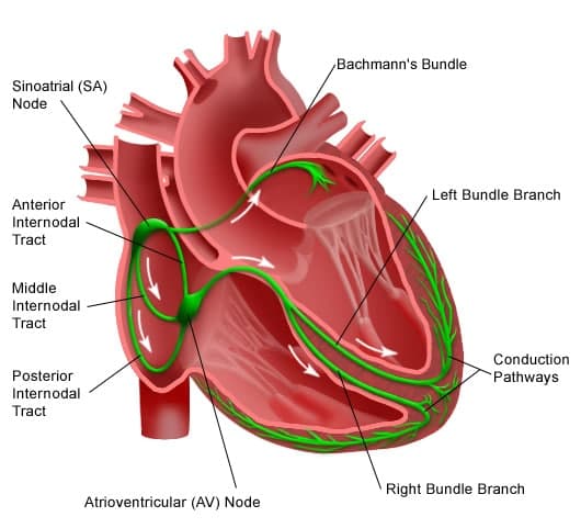 Medical Terms & Сlinical Сases : Bachmann’s bundle ( interatrial tract )