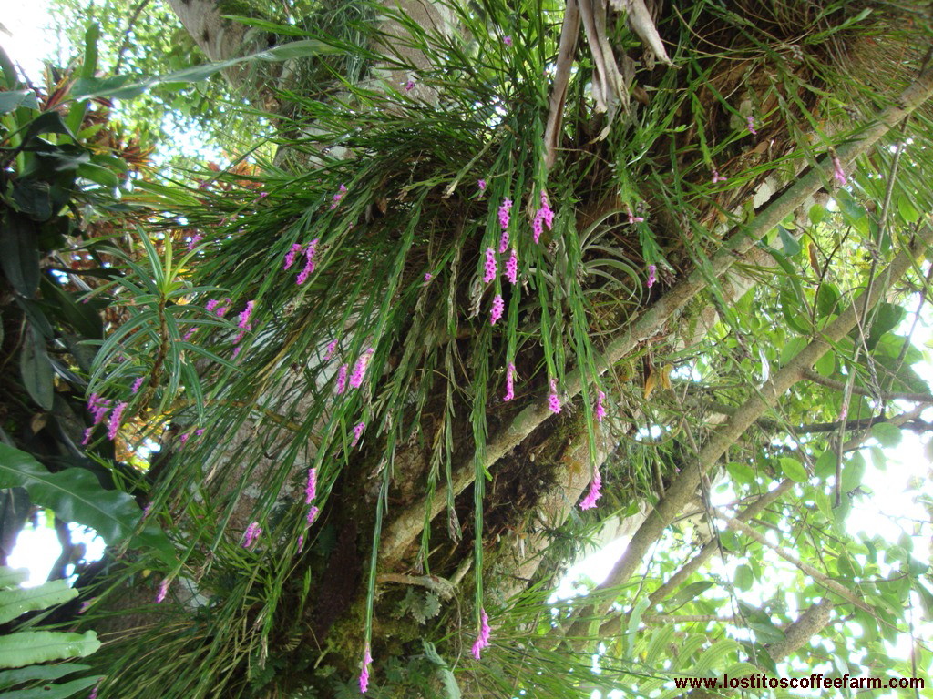 Isochilus linearis care and culture | Travaldo's blog