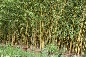 BAMBU UNTUK TAMAN ~ SINOX NURSERY