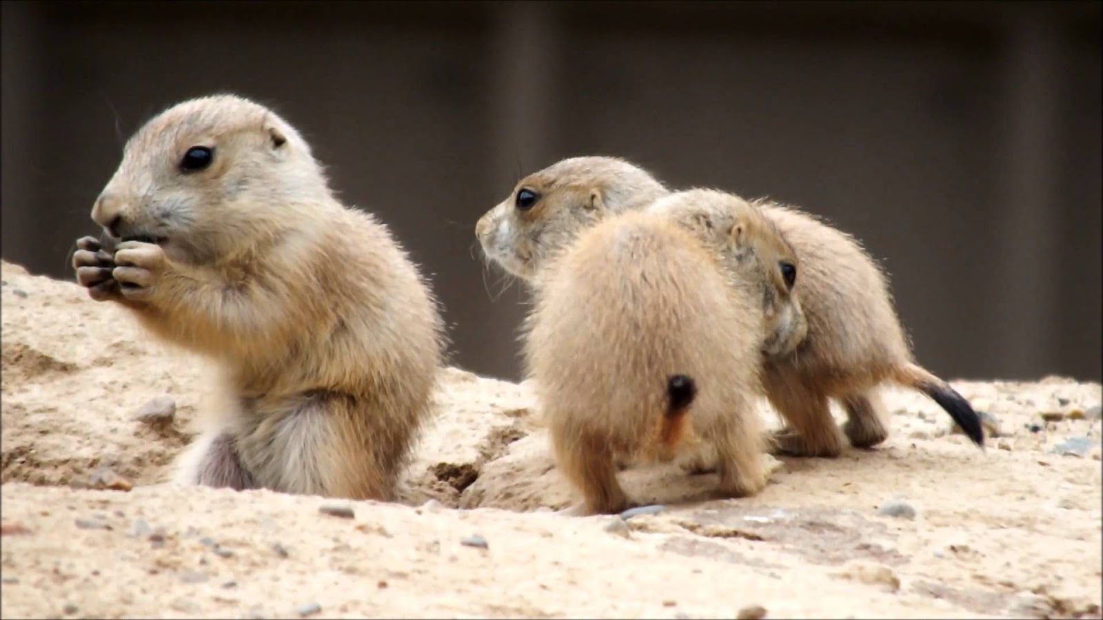 PRAIRIE DOGS (ΚΥΝΟΜΥΕΣ) photos - wallpapers | the fun bank