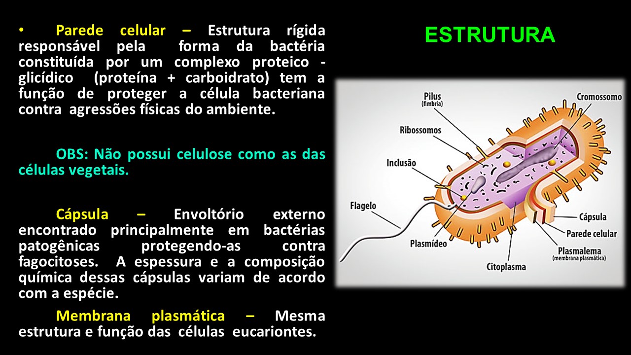 Professor Jimmy Oliveira: CAPÍTULO 3 - SERES PROCARIONTES - BACTÉRIAS ...