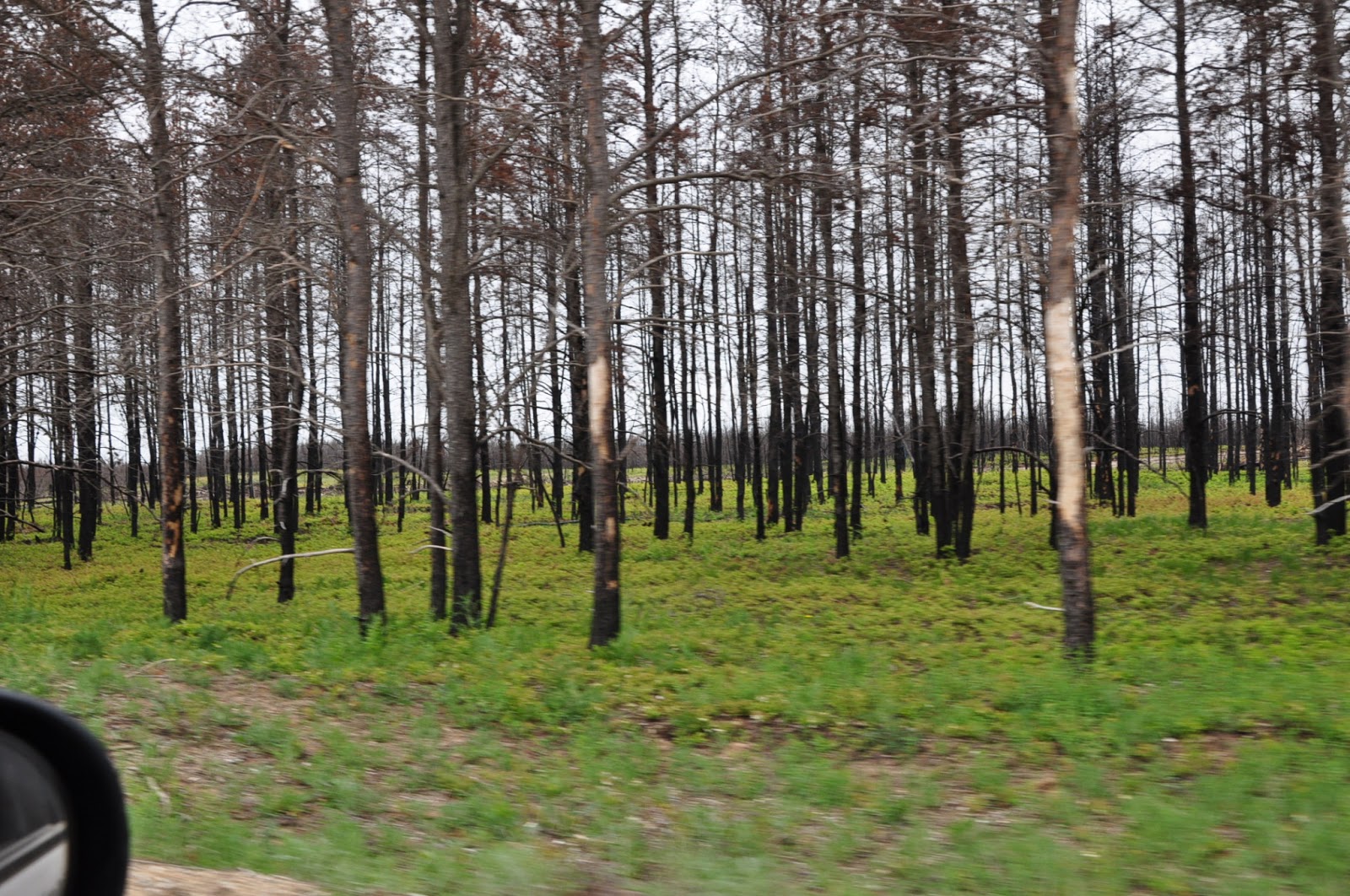 An Adirondack Naturalist in Central New York: Up to the UP - Part 2, Day 2