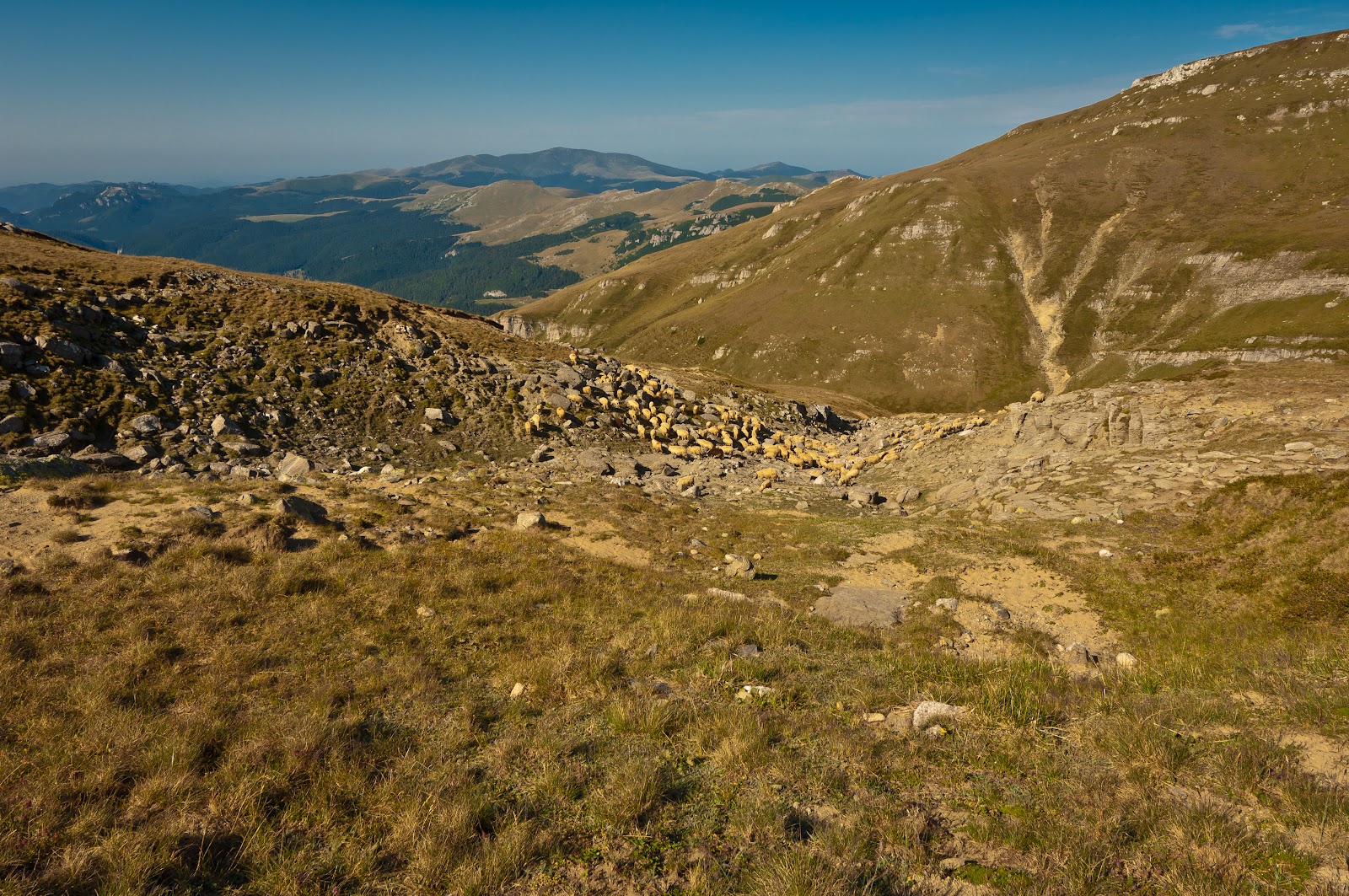 Prin ochi de discromat: Omu