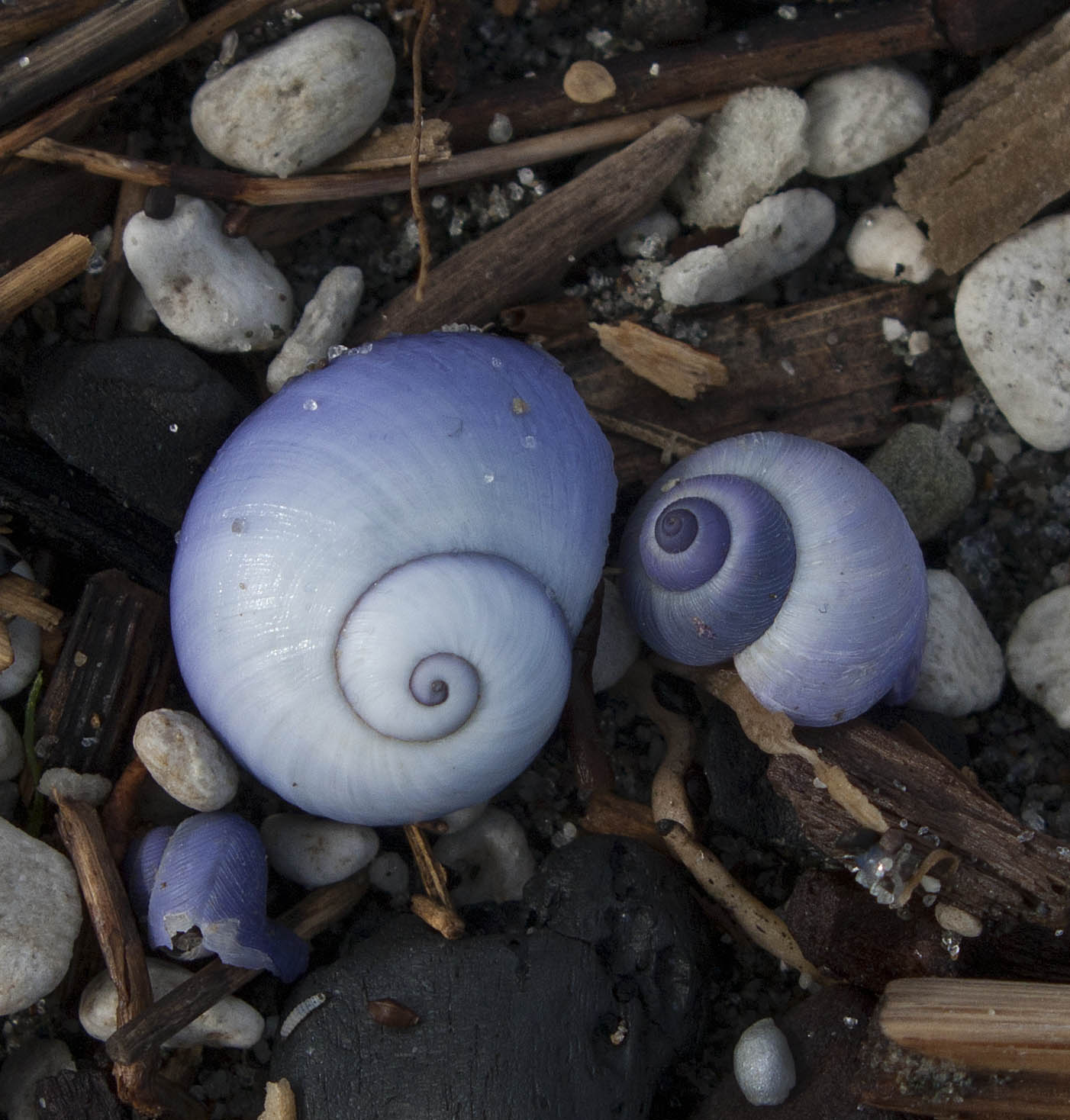 Artist by Nature: Art and Photography by Mandy Hague, Whakatane ...