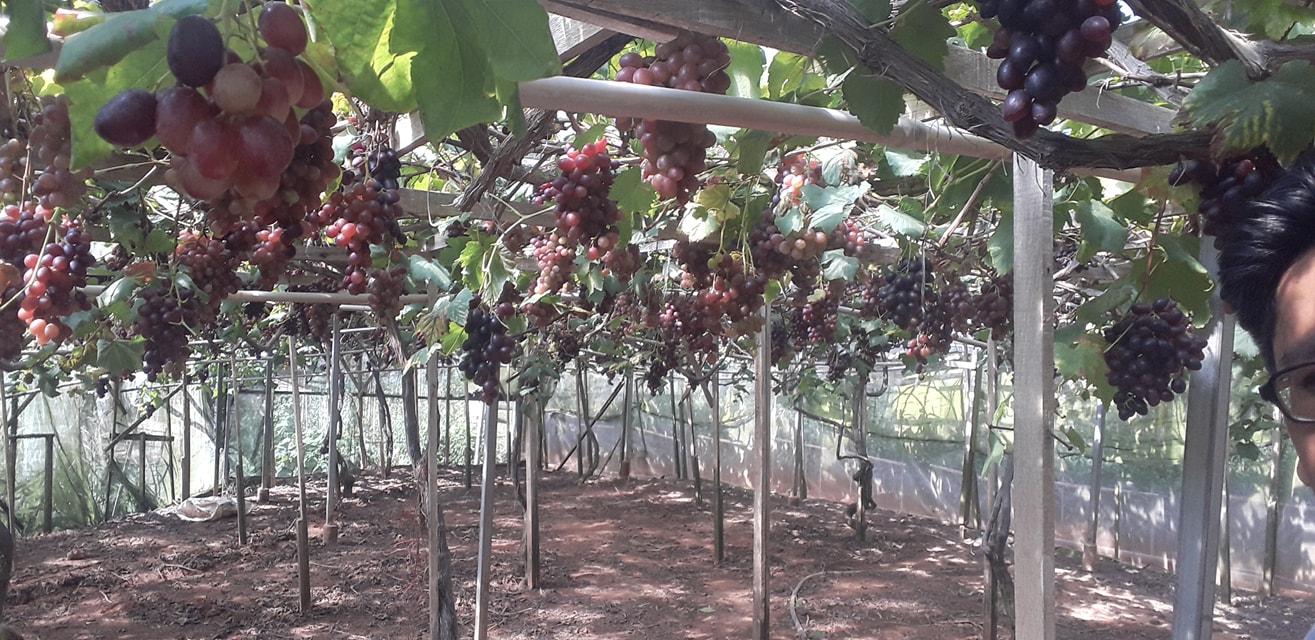 mrkumai.blogspot.com: Musim Anggur di Lembah Bertam bagi tahun 2020 ...