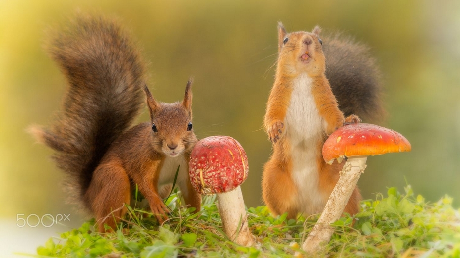 White Wolf : These squirrels are so excited for Autumn and Pumpkins