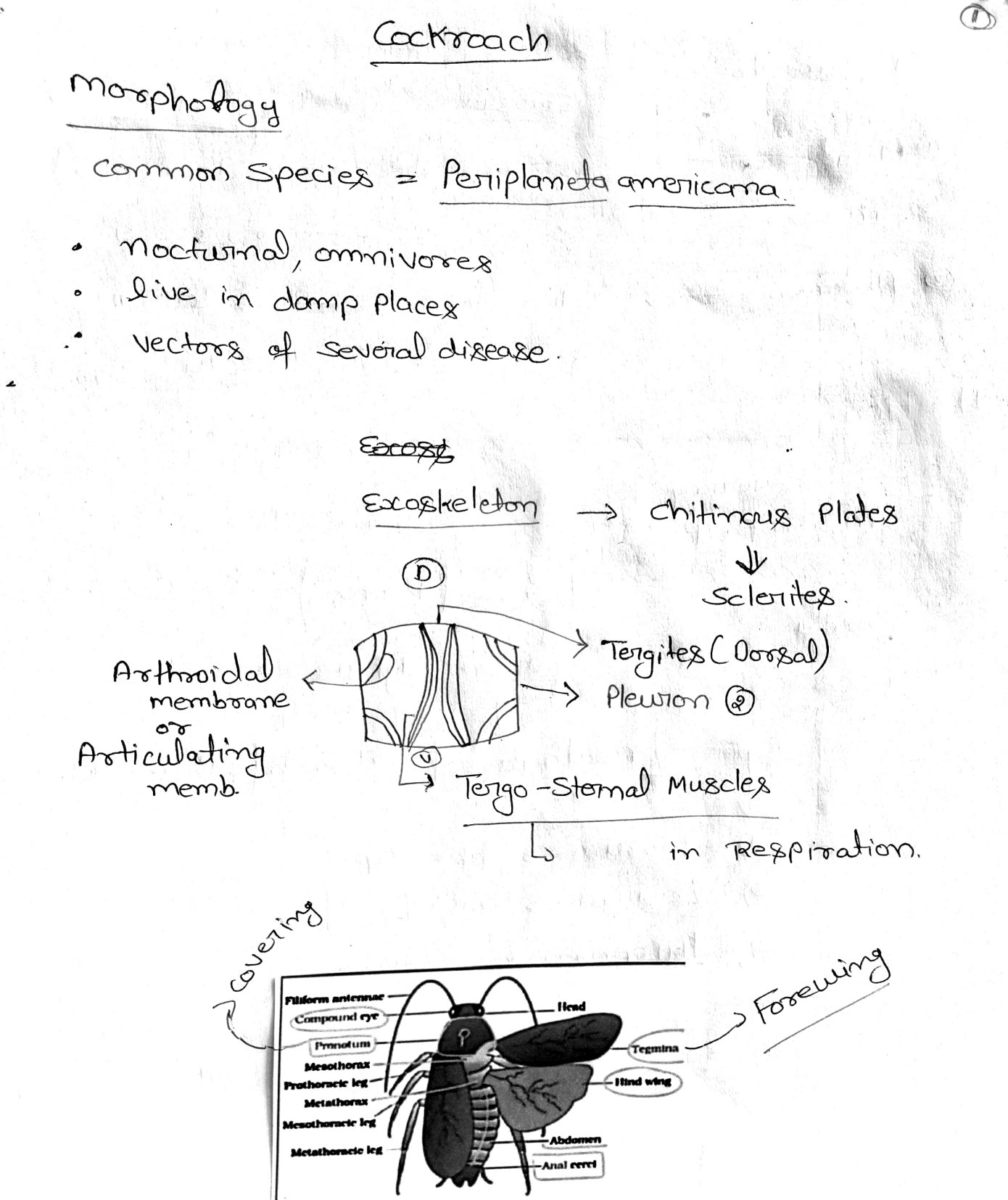 Cockroach class 11 - Studypur