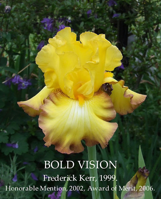 Tall Bearded Iris BOLD VISION ~ HERITAGE IRISES