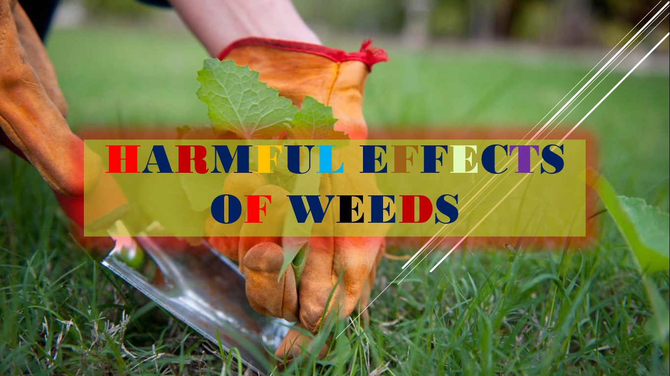 Lecture - 2 Harmful effects of weed