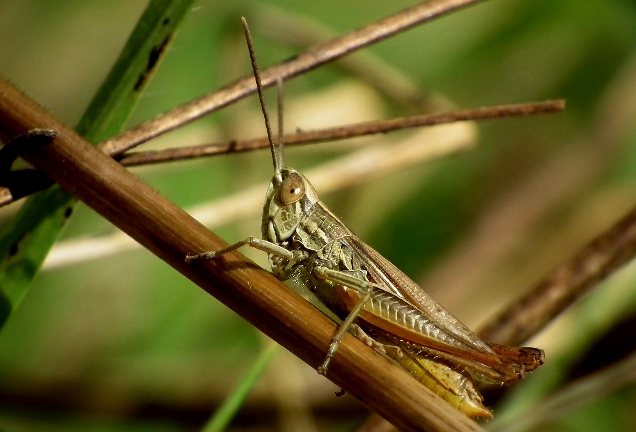 Desert Locust in Kenya, finally solutions are found...!!! - Africa ...
