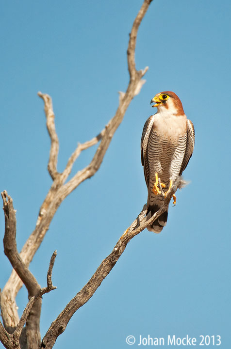 Johan Mocke Photography: Kgalagadi (2) Birds