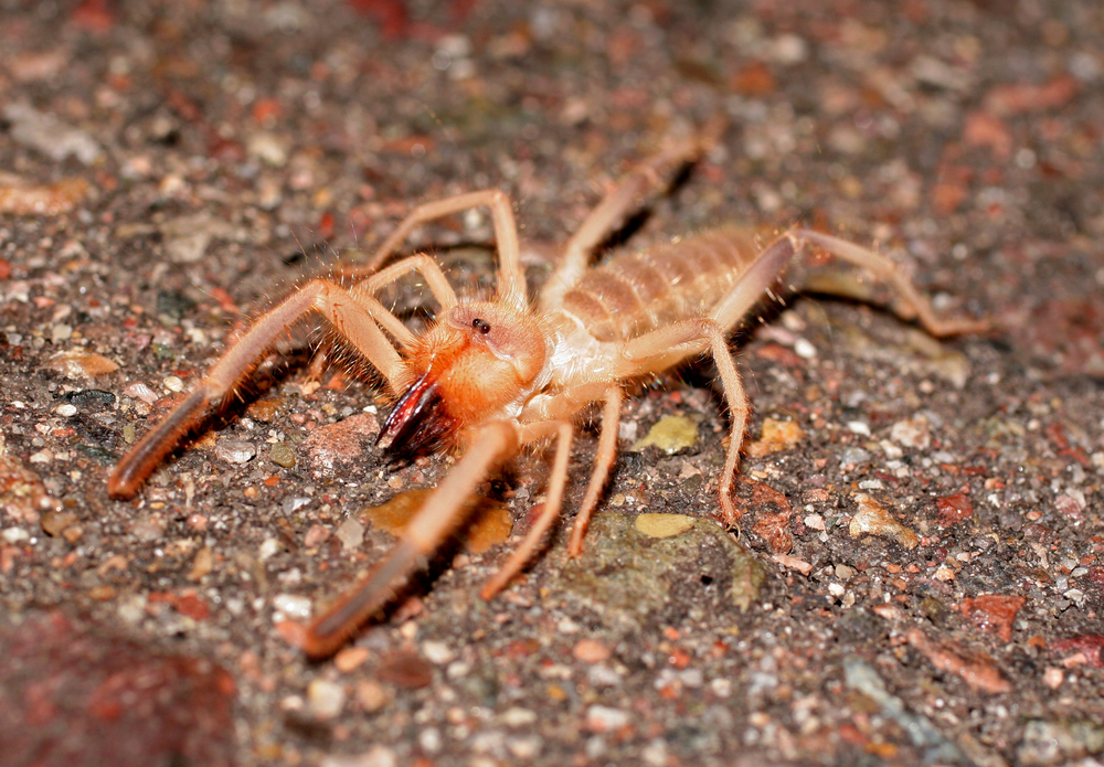 5 OVERSIZED Bugs that Missouri (Thankfully) Doesn’t Have