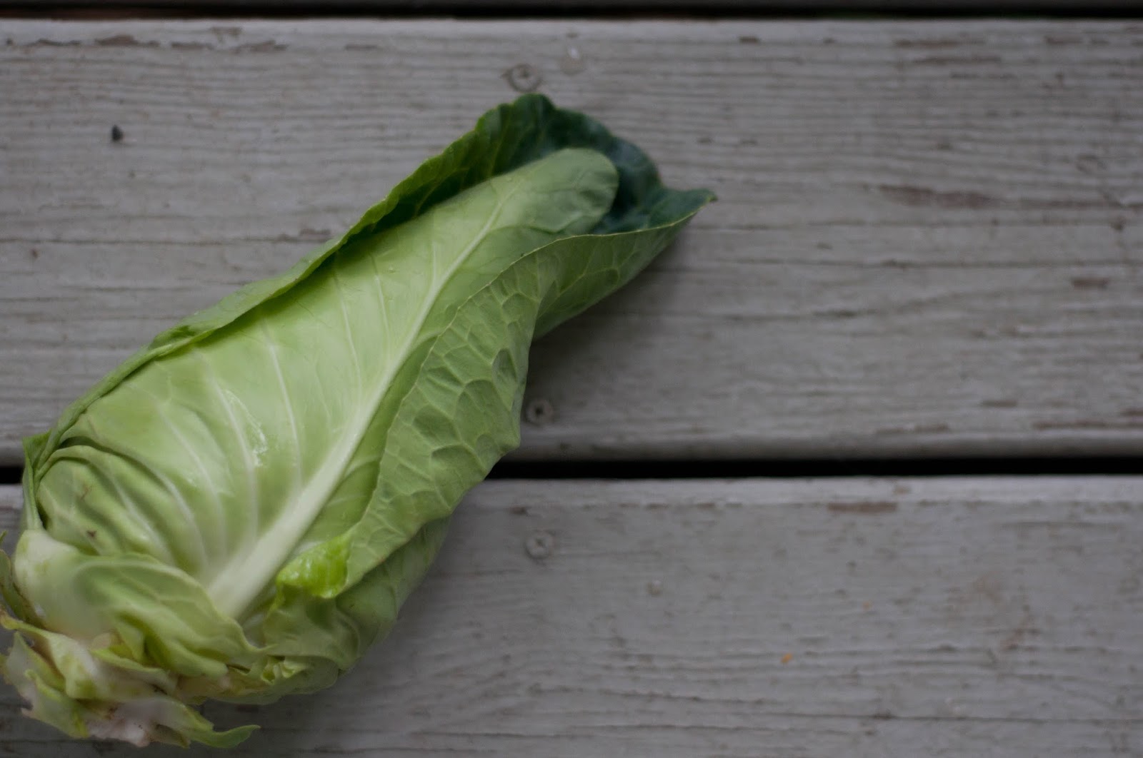 Robson's Farm: Un-Done Cabbage Rolls