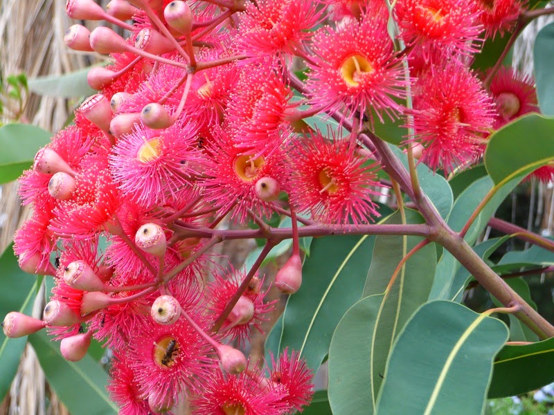 Yard Tales: Summer Series Eucalyptus ‘Summer Red’