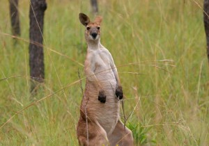 Antilopine Kangaroo