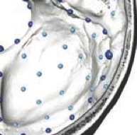 Asymmetry of the Modern Human Endocranium: Placing the fixed landmarks ...