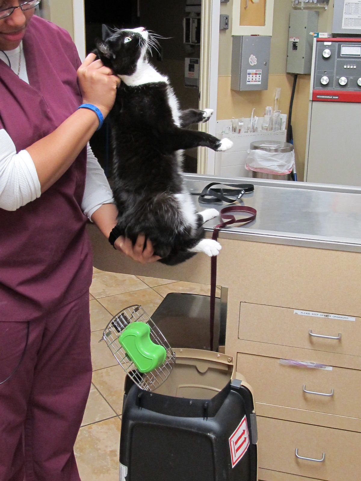 Bash Halow Consulting: Basic Animal Restraint