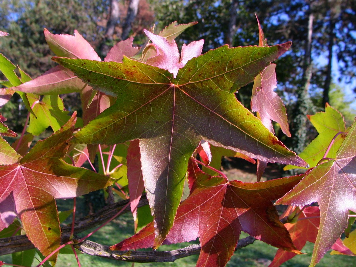 LA MULTI ANI, ROMANIA!: Frunze colorate