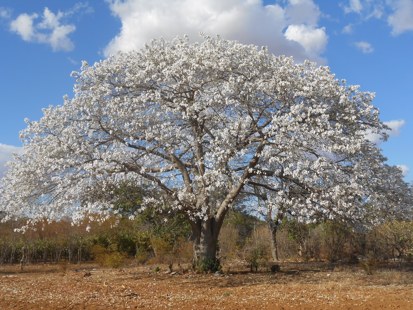 Visões da Caatinga: Fotos Árvore Barriguda