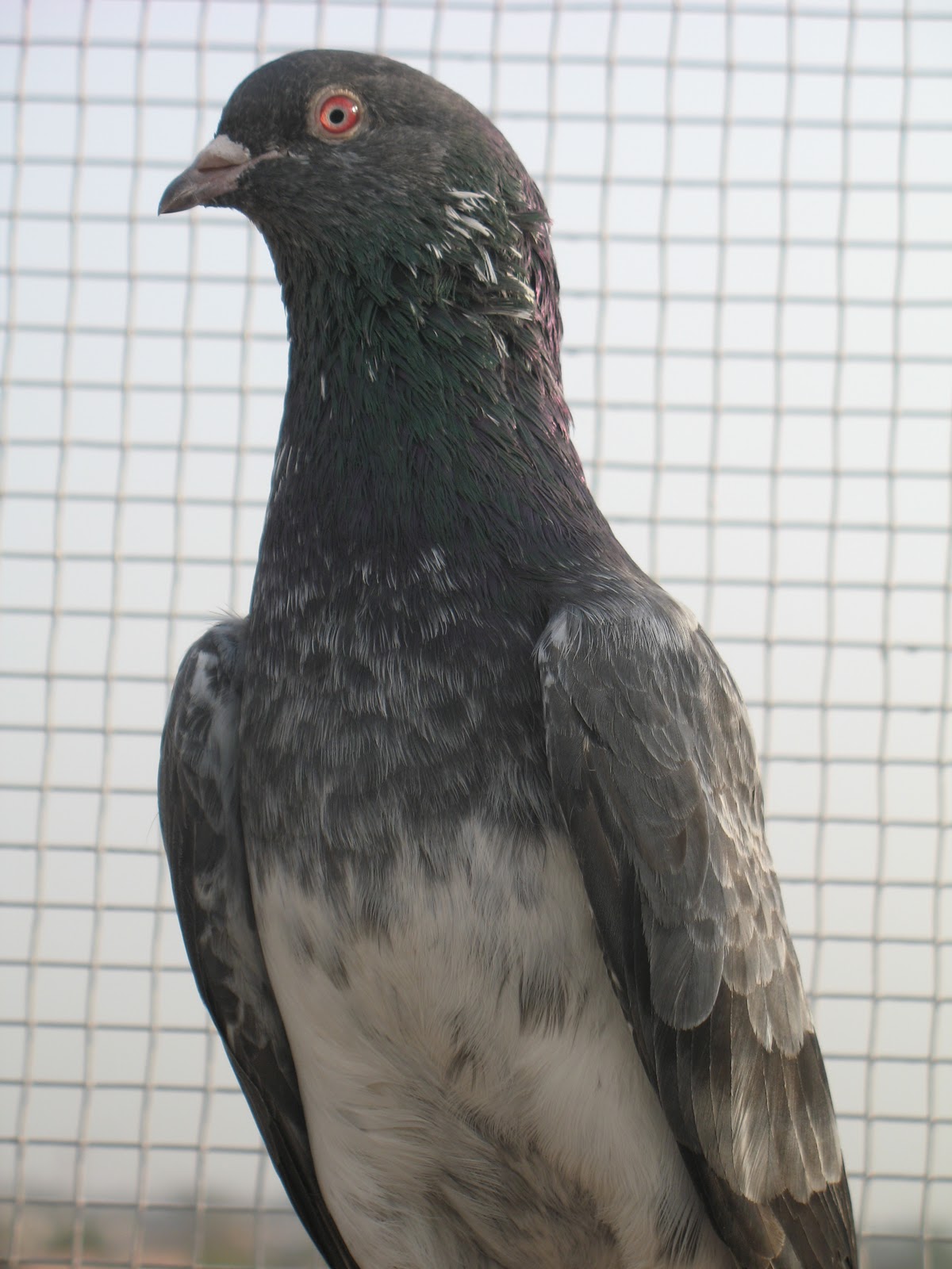Pakistani Tipplers (Kabootar Baaz) | UK & USA Pigeons | Fancy Pigeons ...