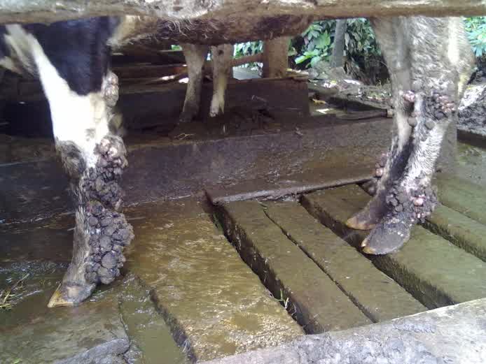 Blog Belajar Beternak: Jenis-jenis penyakit pada sapi dan bahayanya