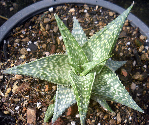 Thaisucculents: Aloe Starfish