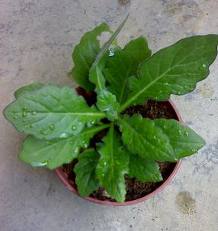 40 Tanaman Herbal Berkhasiat Mengobati Berbagai Penyakit | Belajar Blog Koe