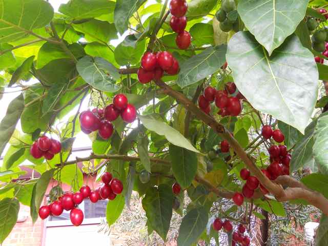 Land for veggies: Taming the tamarillos