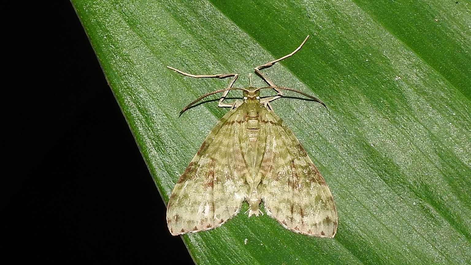 台灣-鳥類與昆蟲-自然觀察記錄: 缺角皺翅波尺蛾/間三葉尺蛾 Sauris interruptata / 尺蛾科 Geometridae