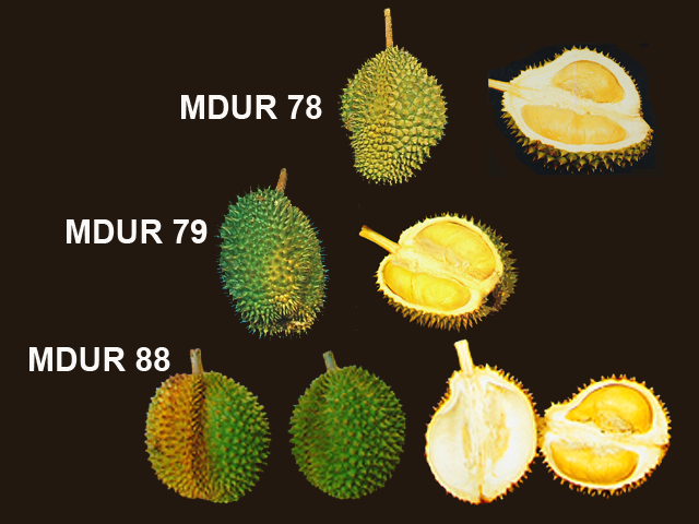 My Durian Best Of The World: Establishing A Durian Orchard