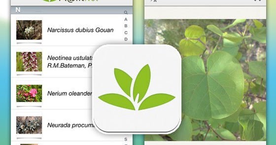 Plant Net - Pl@ntNet - App para identificar plantas - Id Plantae