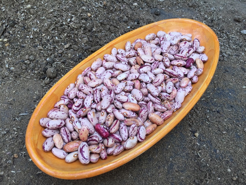 How to Grow Dragon Tongue Beans
