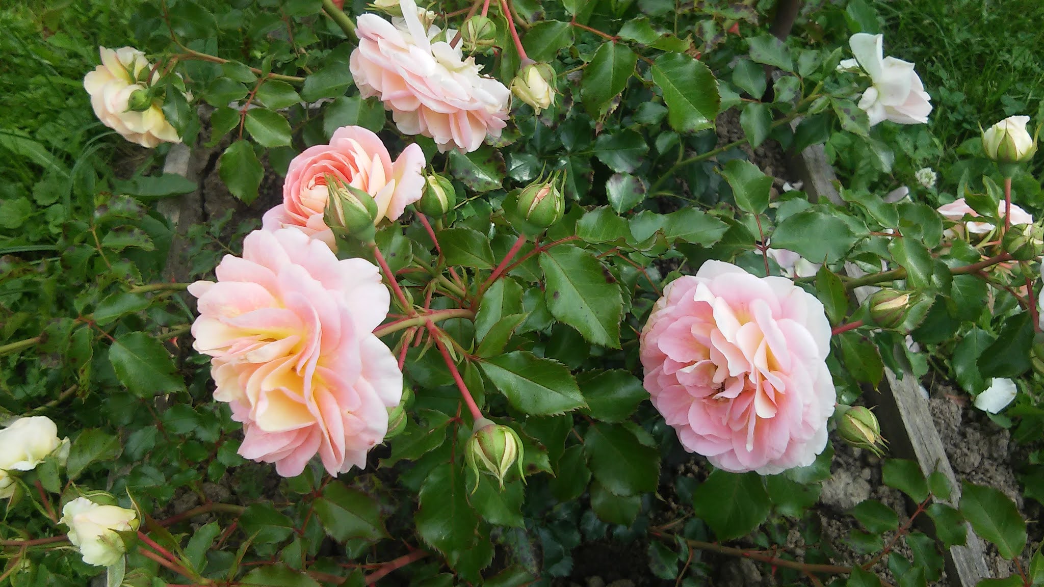 Ranczo Elma: Róża (Rosa) Concerto 94