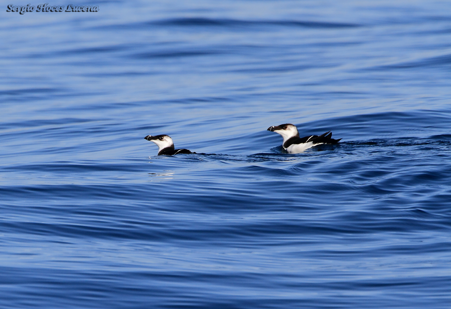 Viajes, Salidas, Naturaleza, (Fotografía).: Alca Común (Alca Torda).