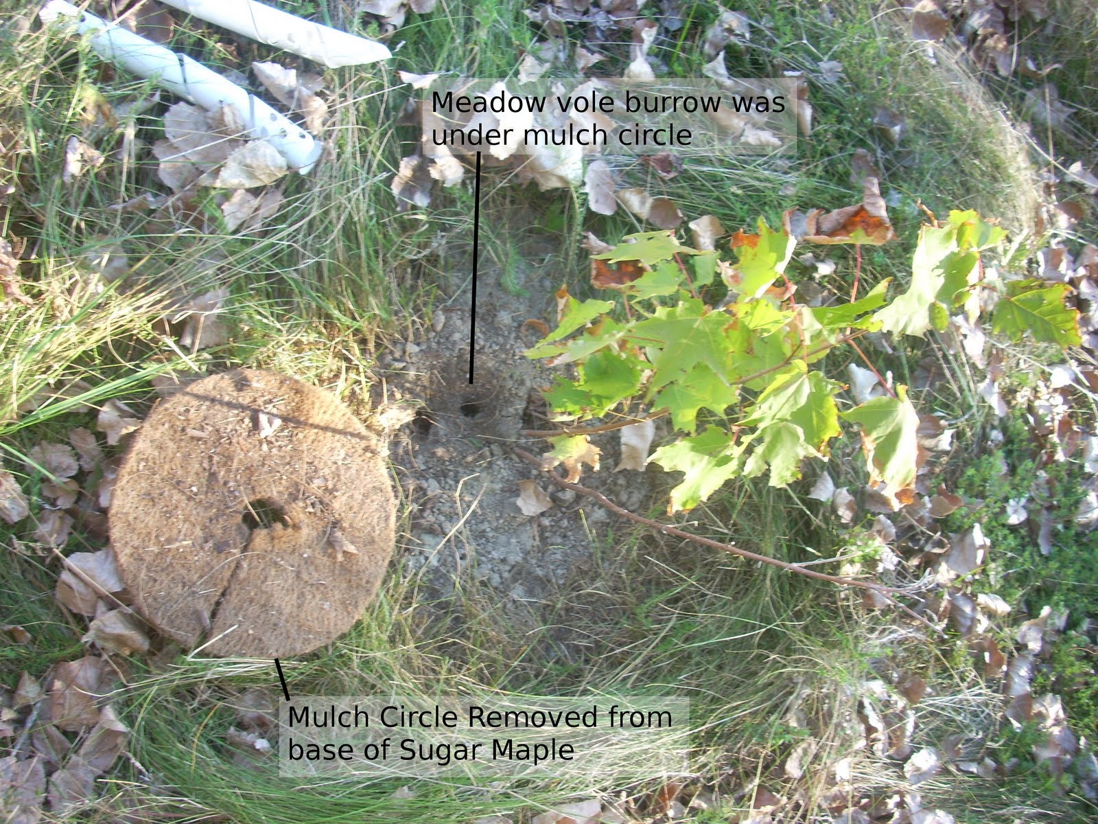 Roadside Field Notes: Meadow vole damage