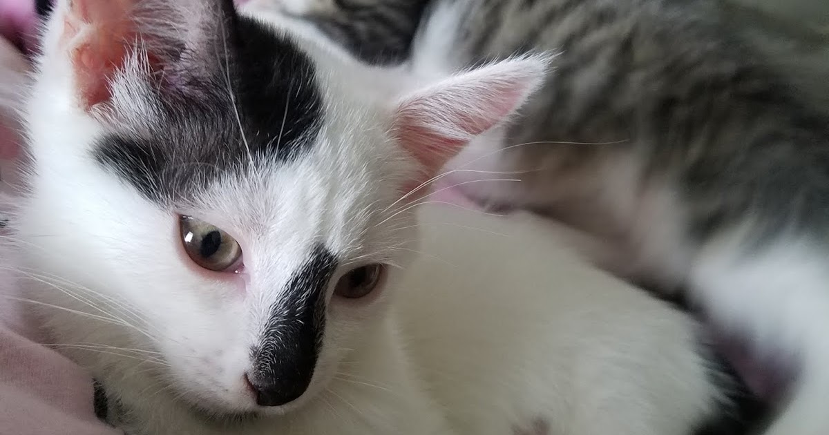 Kitten Fostering 101