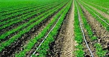 Drip Irrigation: Can Pakistan Make its Deserts Bloom?