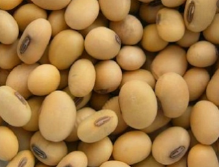 CIRI CIRI TANAMAN KEDELAI - BETERNAK DAN MENANAM